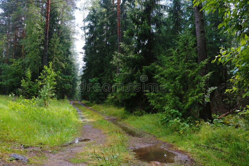 Wet Road through a Forest after Rain Stock Photo - Image of rain ...