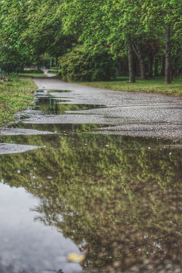 Wet Road in Park during Summer Stock Image - Image of watercourse ...