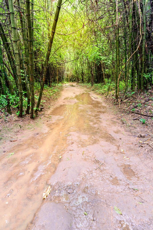 Muddy road in rain forest stock image. Image of countryside - 63430819