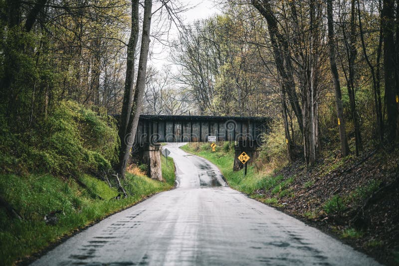 Wet Road with Trees on the Side Stock Image - Image of traffic, light ...