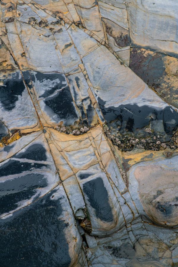 288 Scratched Shells Stock Photos - Free & Royalty-Free Stock Photos ...