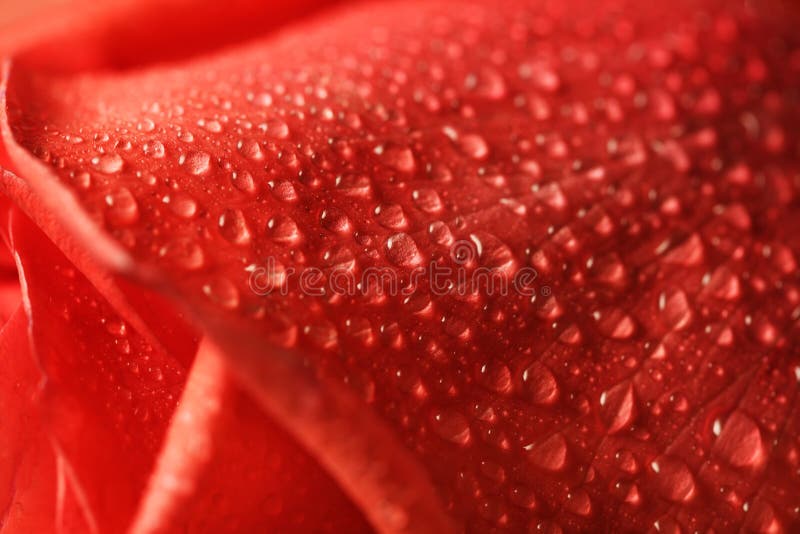 Wet rose stock photo. Image of petal, backgrounds, flower - 8797564
