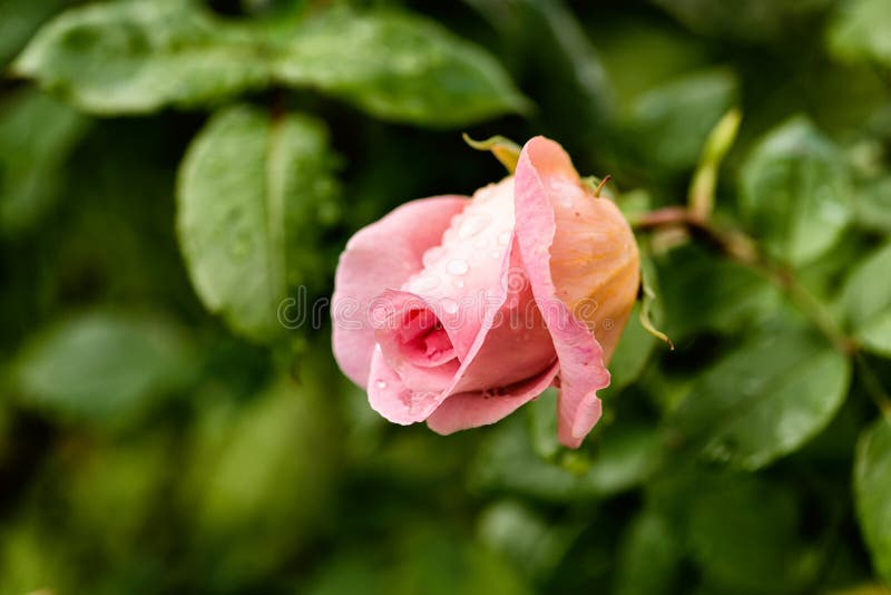 Wet rose stock image. Image of colorful, beautiful, grass - 71988001