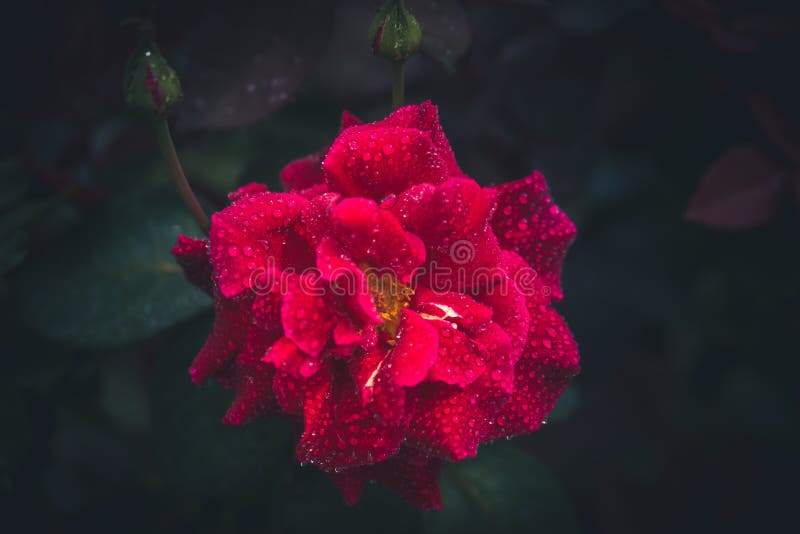 Wet rose. stock photo. Image of season, garden, bloom - 80584378