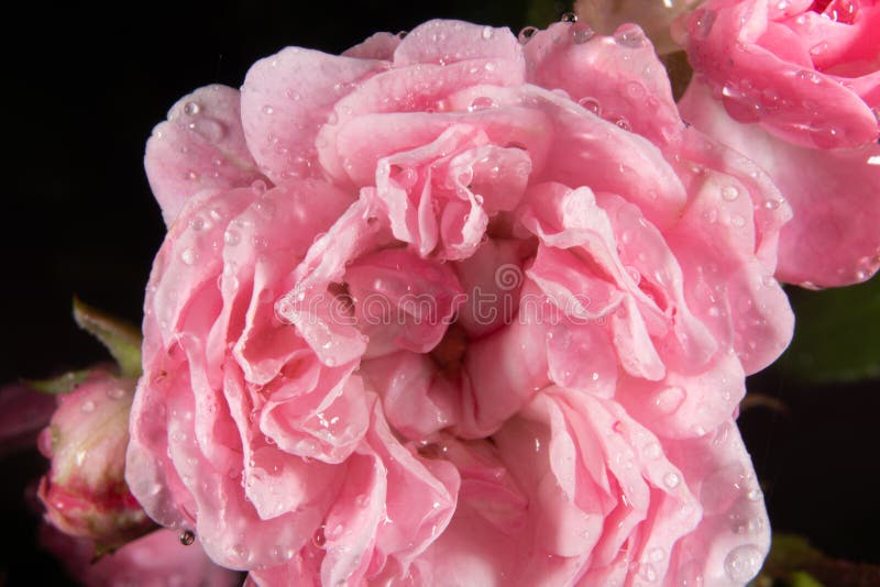 Wet rose stock photo. Image of nature, botanical, blossom - 191495504