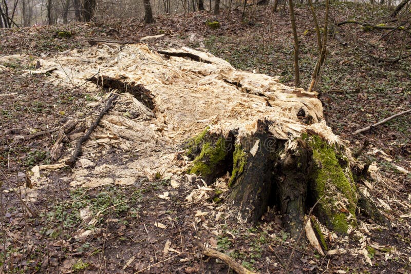 Wet rotting tree trunk stock photo. Image of forest, tree - 50940470