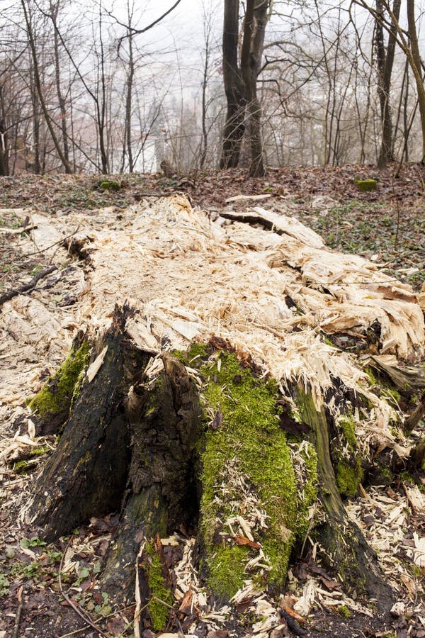 Wet rotting tree trunk stock image. Image of green, tree - 50940495