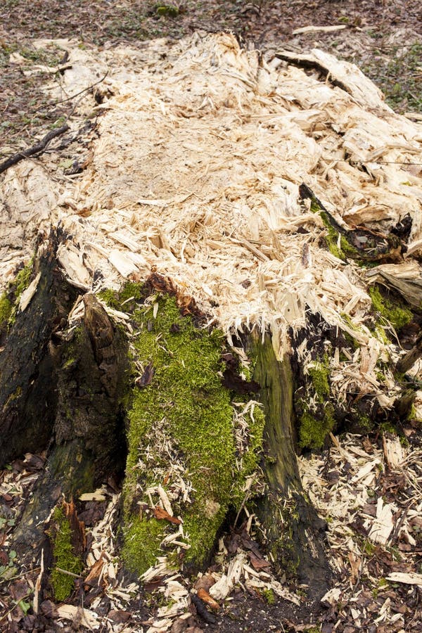 Closeup Wet Rotting Oak Tree Trunk Stock Photos - Free & Royalty-Free ...