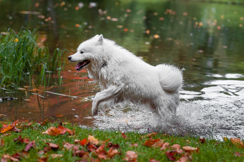Wet Samoyed Dog Run on Water. Stock Photo - Image of young, hair: 102952442