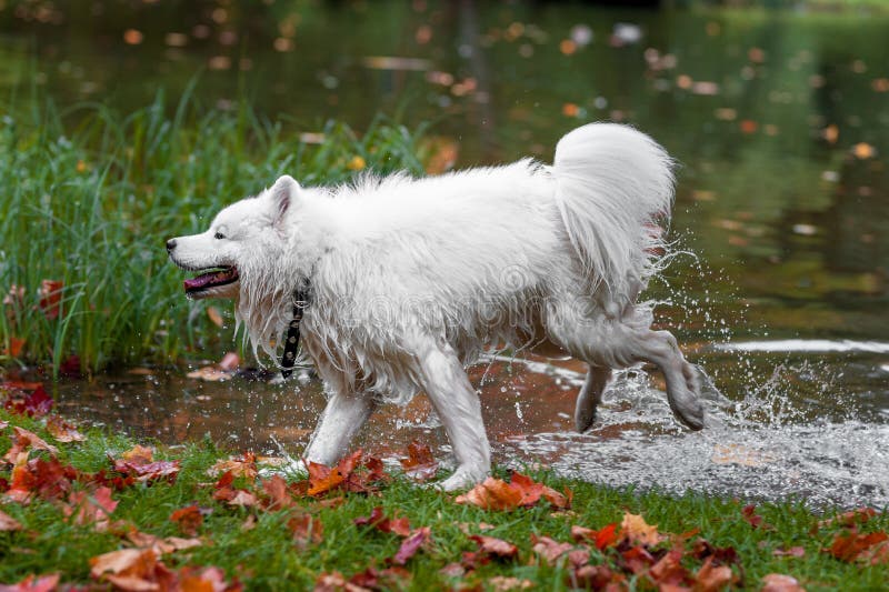 Wet Samoyed Dog Run on Water. Stock Photo - Image of canine, outdoor ...