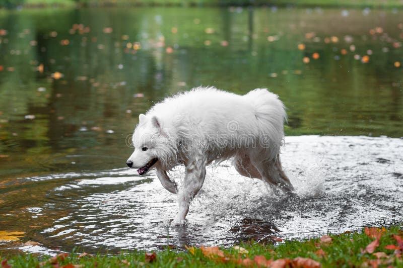 Samoyed dog in the water stock image. Image of friendly - 97480957