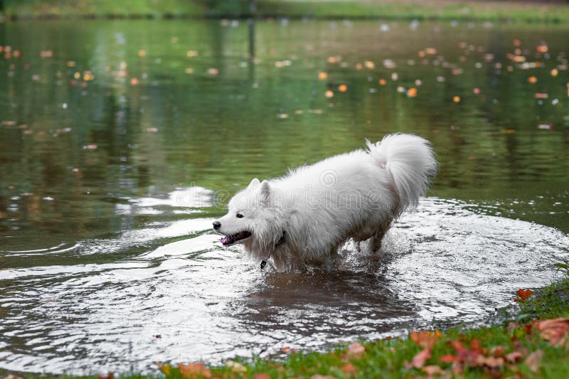 Wet Samoyed Dog Run on Water. Stock Photo - Image of leaves, breed ...