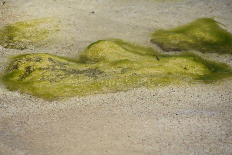 Wet Sand Beach with Green Algae on Rocks Stock Image - Image of beach ...