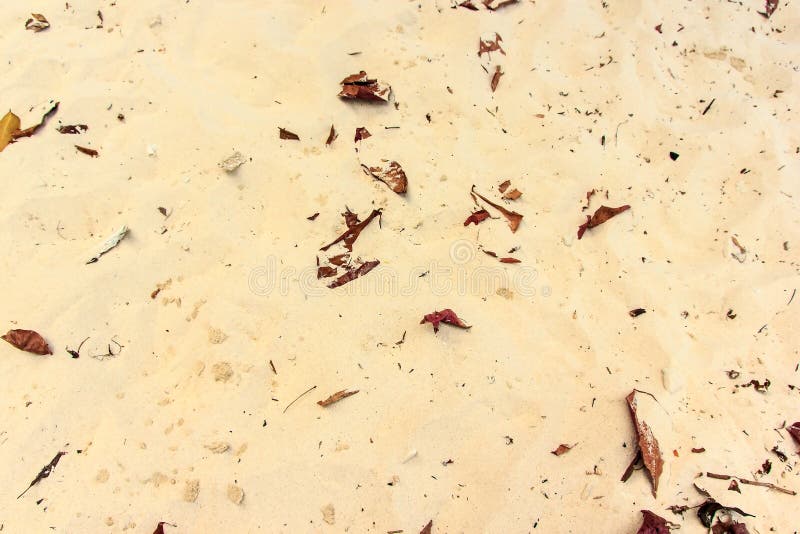 Sand with leaf stock photo. Image of nature, leaf, sand - 199793998