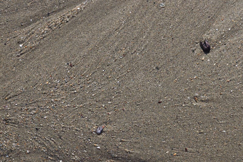 Shell in the water stock photo. Image of colorful, shell - 22691496