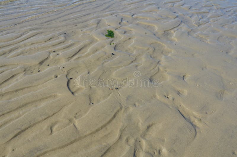 Wet Sand with Shells and Rocks at Beach or Coast Stock Image - Image of ...