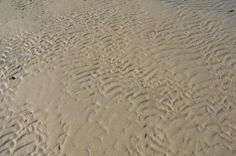 Wet Sand with Shells and Rocks at Beach or Coast Stock Image - Image of ...