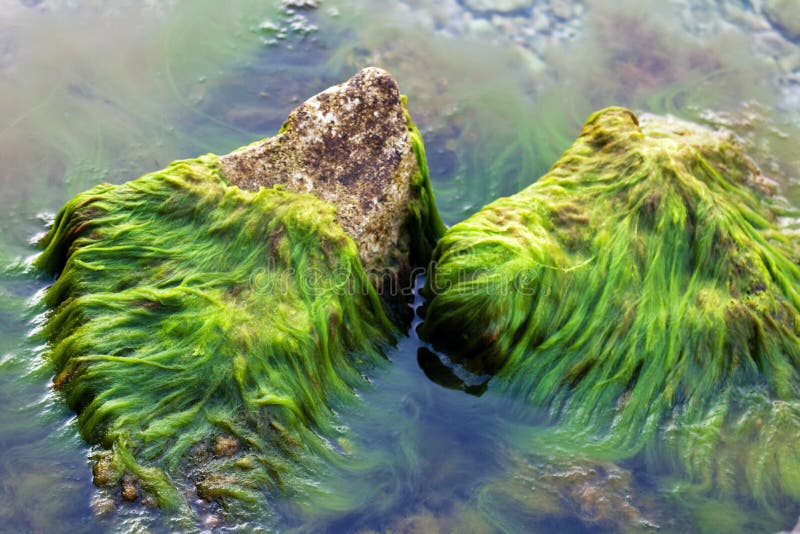 Wet sea stone stock photo. Image of rock, background - 82207806