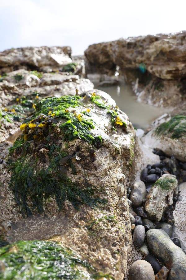 Wet Seaweed on a Chalk Rock on the Beach Stock Image - Image of ocean ...