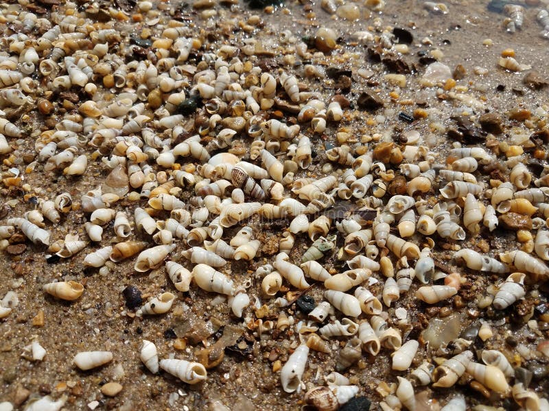 Wet Shells on Beach Shore with Sand Stock Photo - Image of sand, shells ...