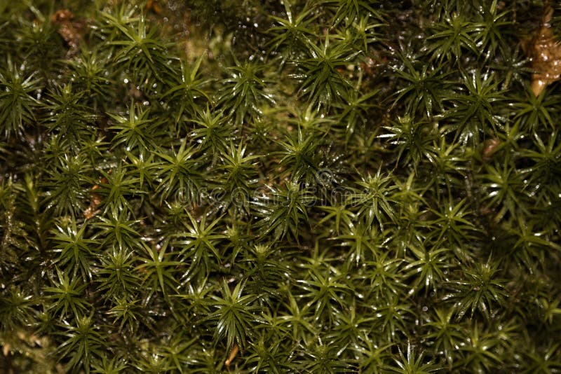 Wet moss stock image. Image of gras, green, stone, moss - 187704819