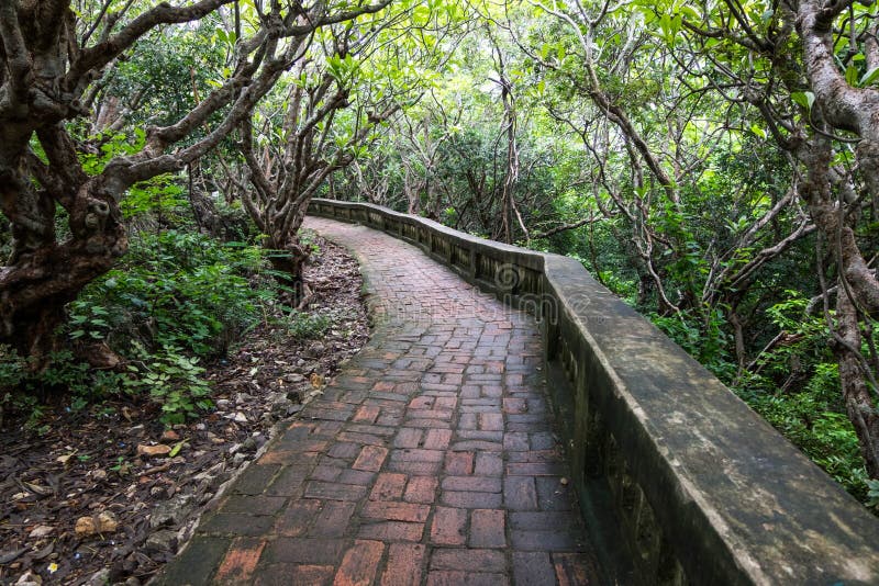 Wet and Slippery Brick Path in Tropical Forest. Stock Image - Image of ...
