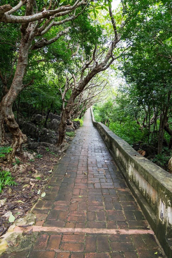 Wet and Slippery Brick Path in Tropical Forest. Stock Image - Image of ...