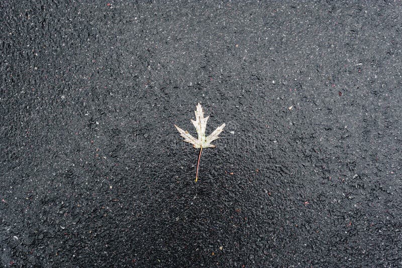 Wet Slippery Shiny Dark Asphalt Stock Photo - Image of leaf, slippery ...
