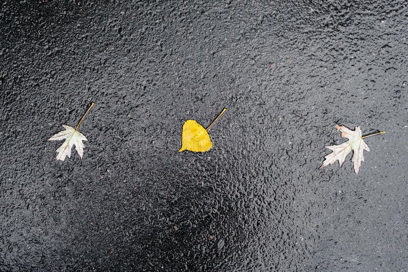 Wet Slippery Shiny Dark Asphalt Stock Photo - Image of leaf, slippery ...