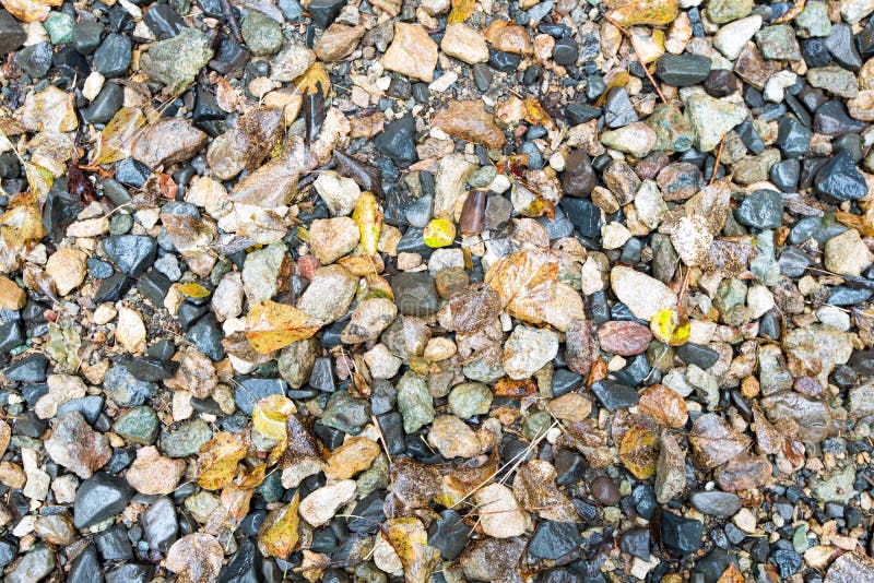 Wet Small Rocks and Fallen Leaves for Backgrounds Stock Image - Image ...