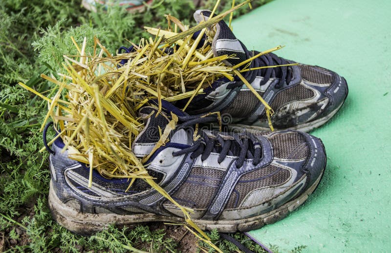 A Wet Sneakers Filled with Hay Stock Image - Image of active, footgear ...