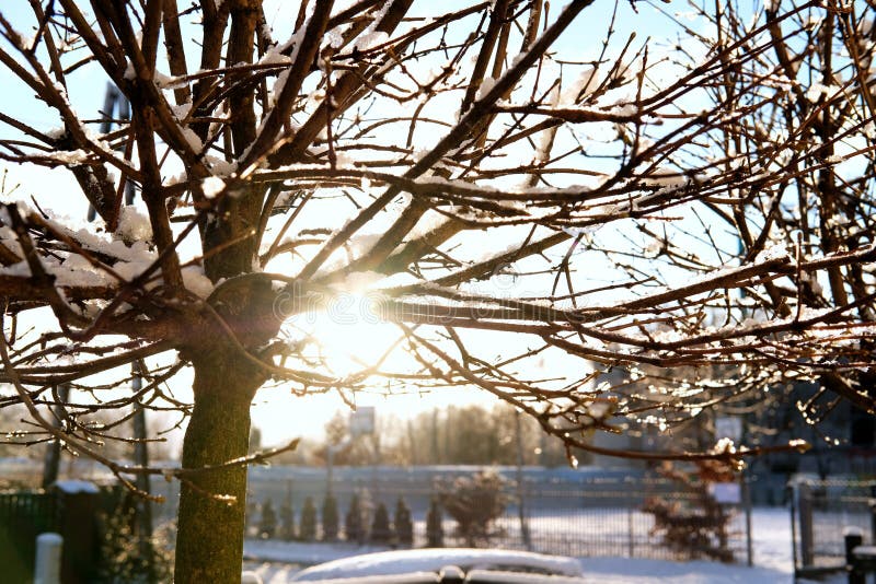 Wet Snow on Bare Tree Branches with Buds on Sunny Spring Morning Stock ...