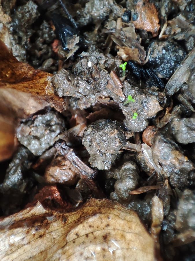 Wet Soil after Poured with Water in the Morning. Stock Photo - Image of ...