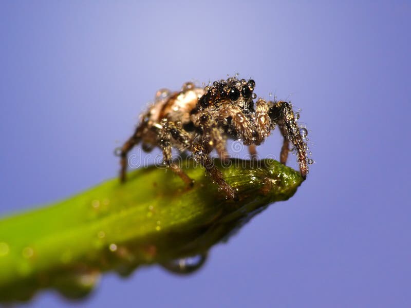 Wet spider stock photo. Image of insect, pehlemann, closeup - 4480136