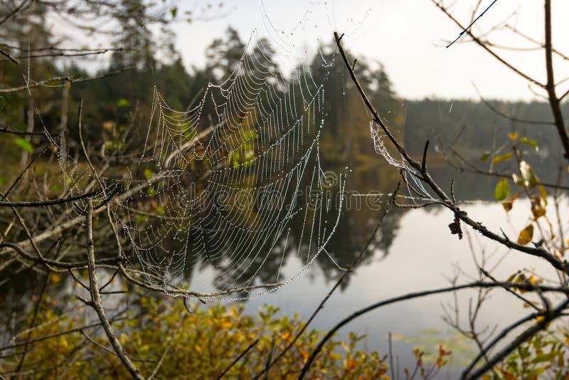 Wet spider web stock image. Image of early, detail, lake - 45697115