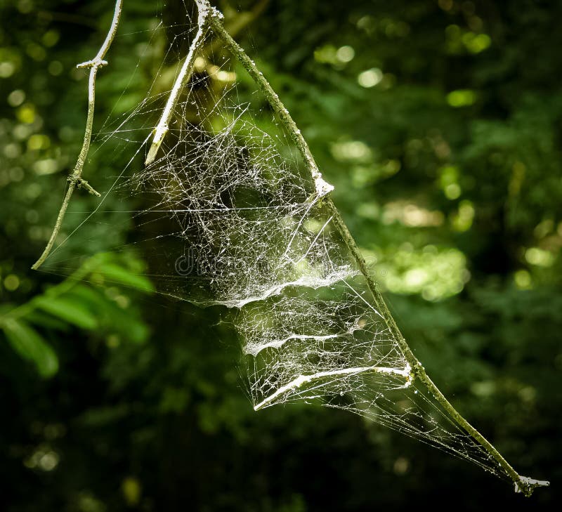 Wet Spider Web on a Branch with a Green Background Stock Photo - Image ...
