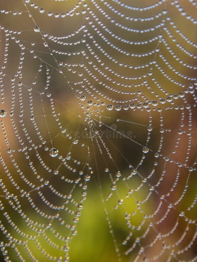 Spider web close up stock photo. Image of sunlight, closeup - 155788744