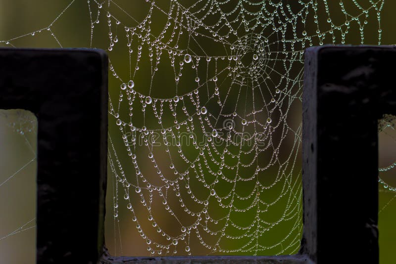 Wet spider web stock photo. Image of shot, season, humidity - 61364758