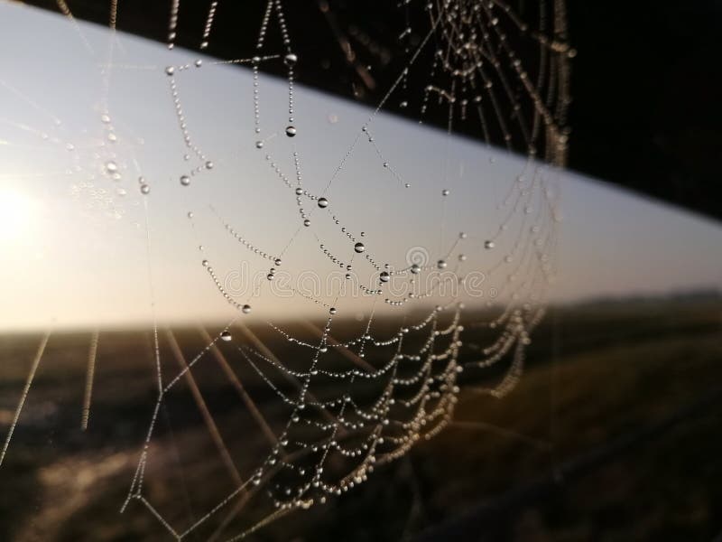 Wet spider web at sunset stock image. Image of water - 246929285