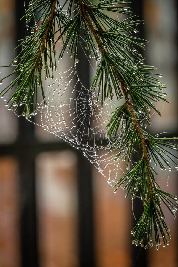 Wet spiderweb on a pine stock image. Image of dewdrops - 84262955