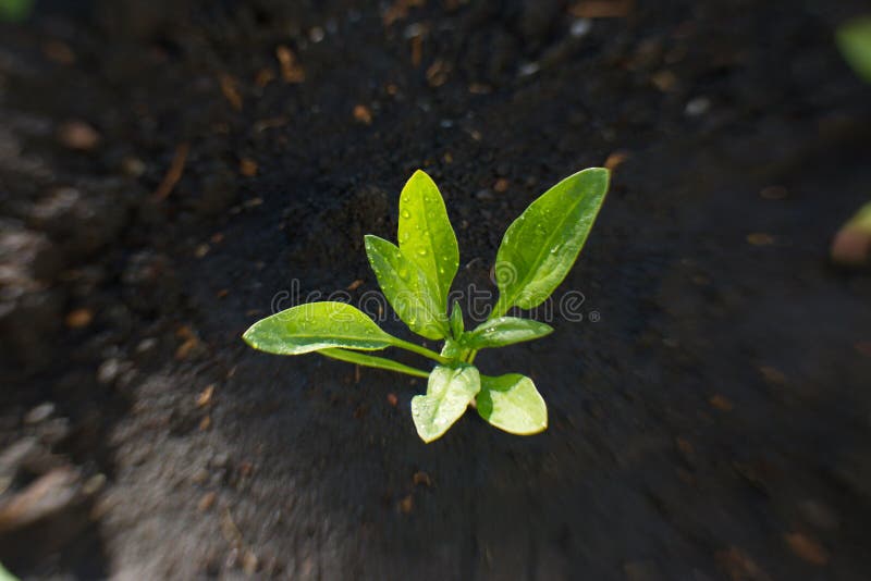 Growing spinach. Top view. stock photo. Image of land - 186190076