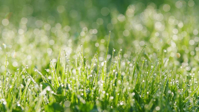 Wet Spring Green Grass Background with Dew Lawn Natural. Fresh Green ...