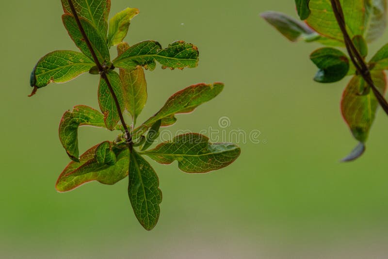Wet Spring Tree Leaves on Neutral Green Blur Background Stock Photo ...