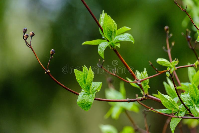 Wet Spring Tree Leaves on Neutral Green Blur Background Stock Image ...