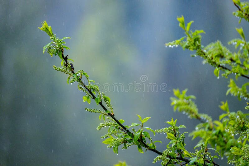 Wet Spring Tree Leaves on Neutral Green Blur Background Stock Image ...