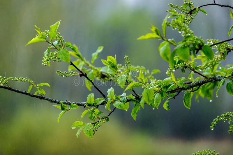 Wet Spring Tree Leaves on Neutral Green Blur Background Stock Image ...