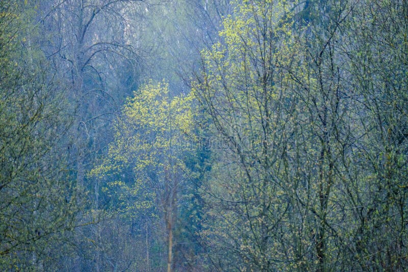 Wet Spring Tree Leaves on Neutral Green Blur Background Stock Image ...