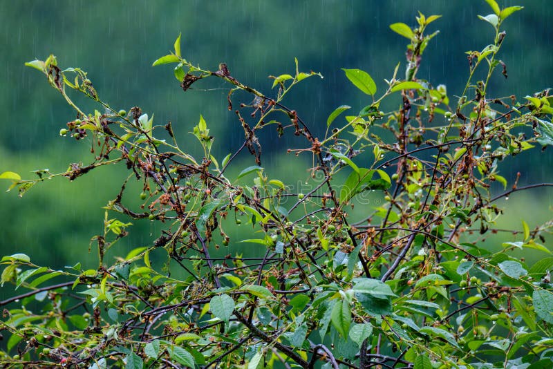 Wet Spring Tree Leaves on Neutral Green Blur Background Stock Photo ...