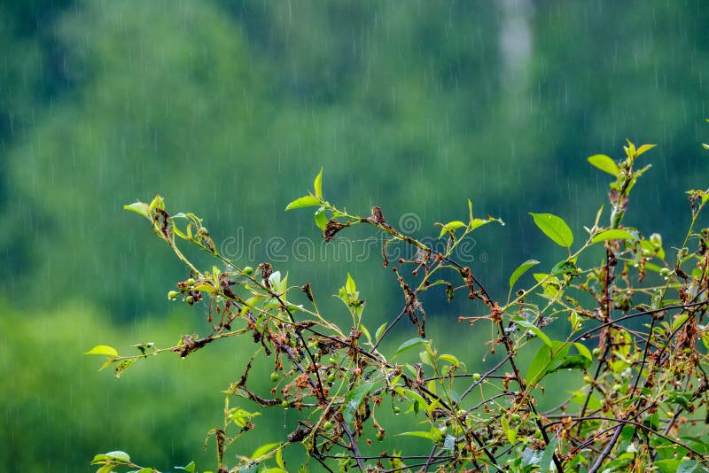 Wet Spring Tree Leaves on Neutral Green Blur Background Stock Photo ...