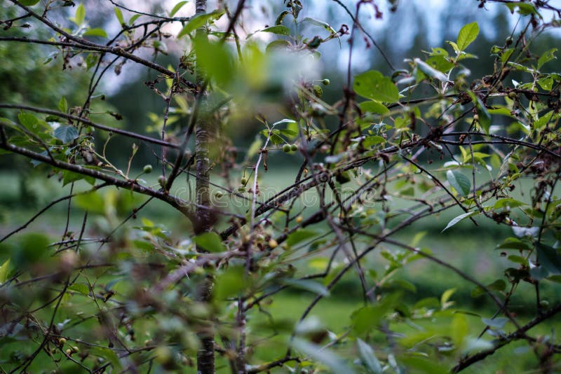 Wet Spring Tree Leaves on Neutral Green Blur Background Stock Photo ...